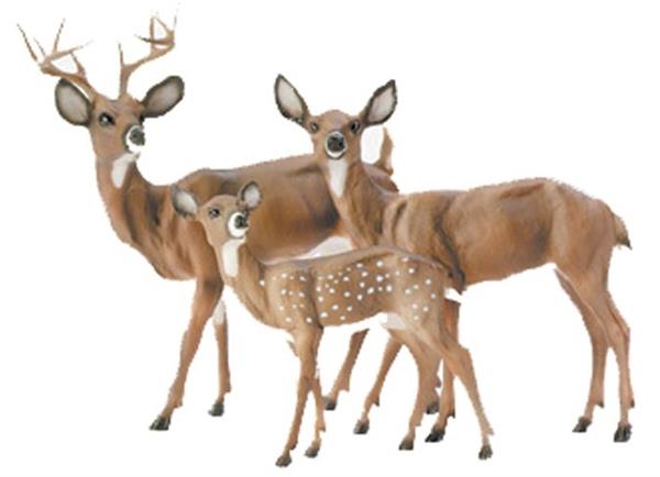 Breyer deer family
